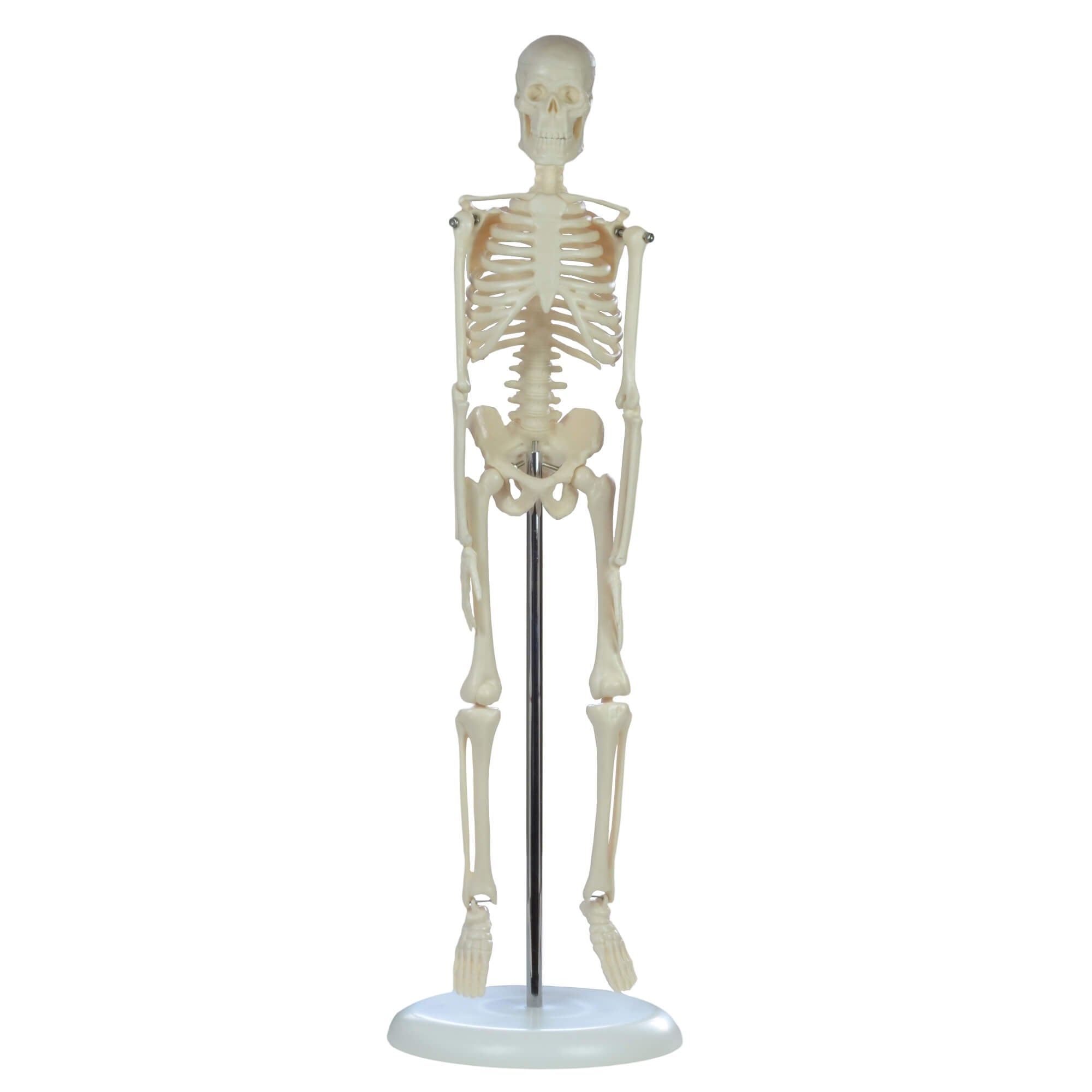 Mini model van het menselijk skelet 45 cm